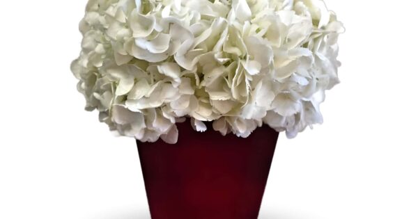 Snowbed | La Tulipe flowers